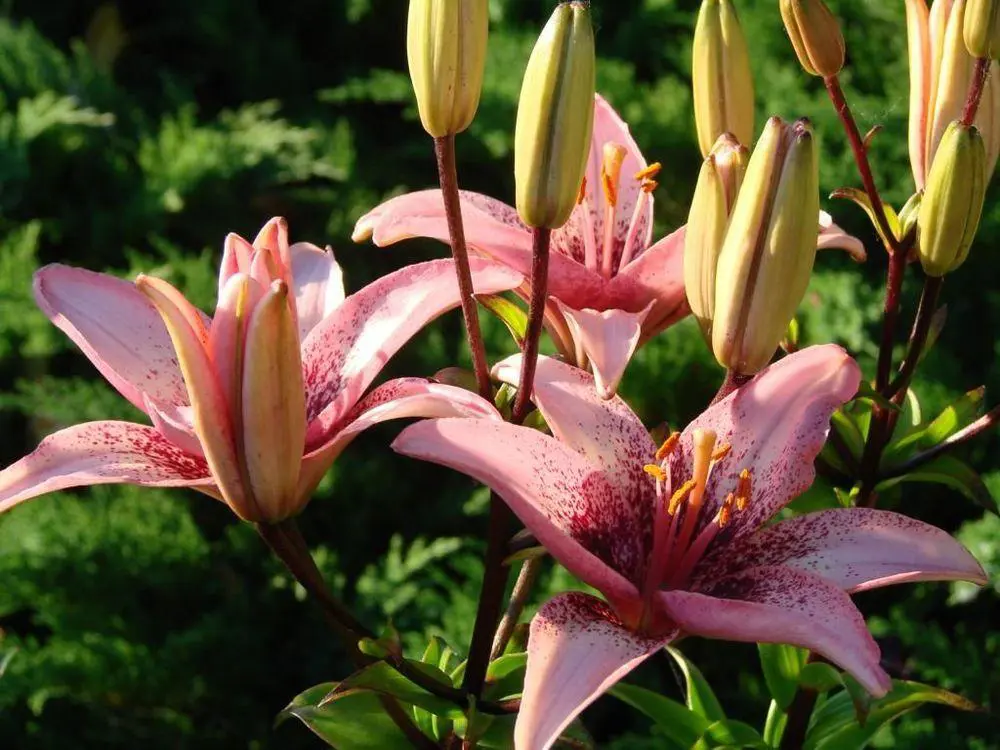 Buy Lilium Dot Com Plants | Free Shipping Over $150