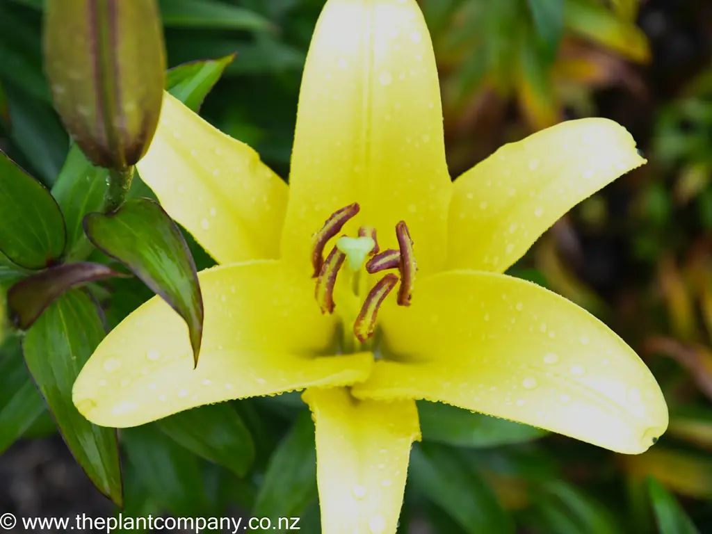 Buy Lilium Golden Matrix Plants | Free Shipping Over $150