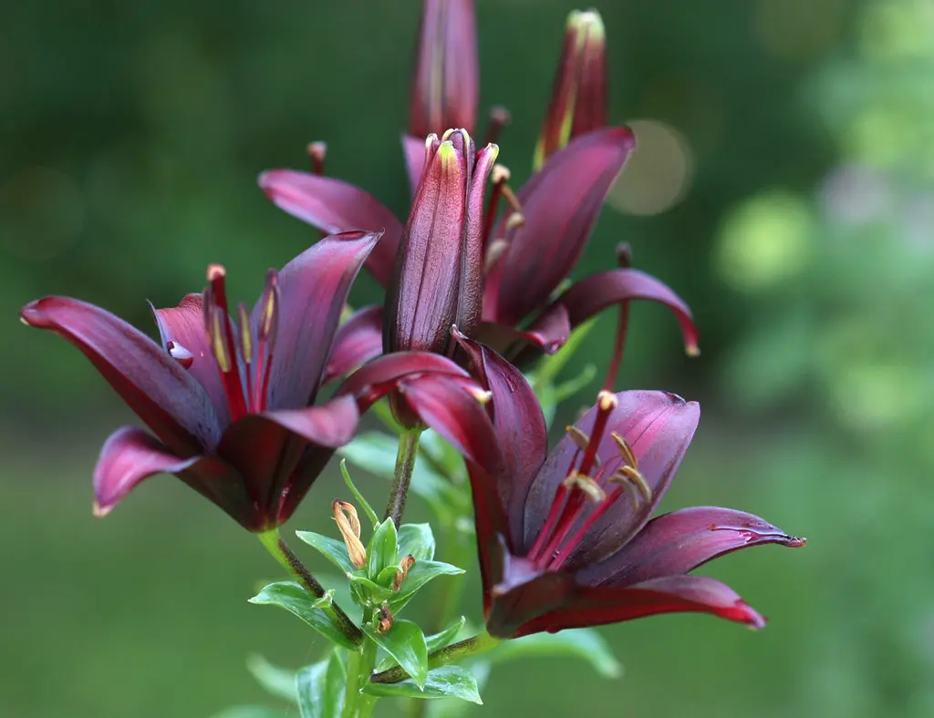 Buy Lilium Landline Plants | Free Shipping Over $150