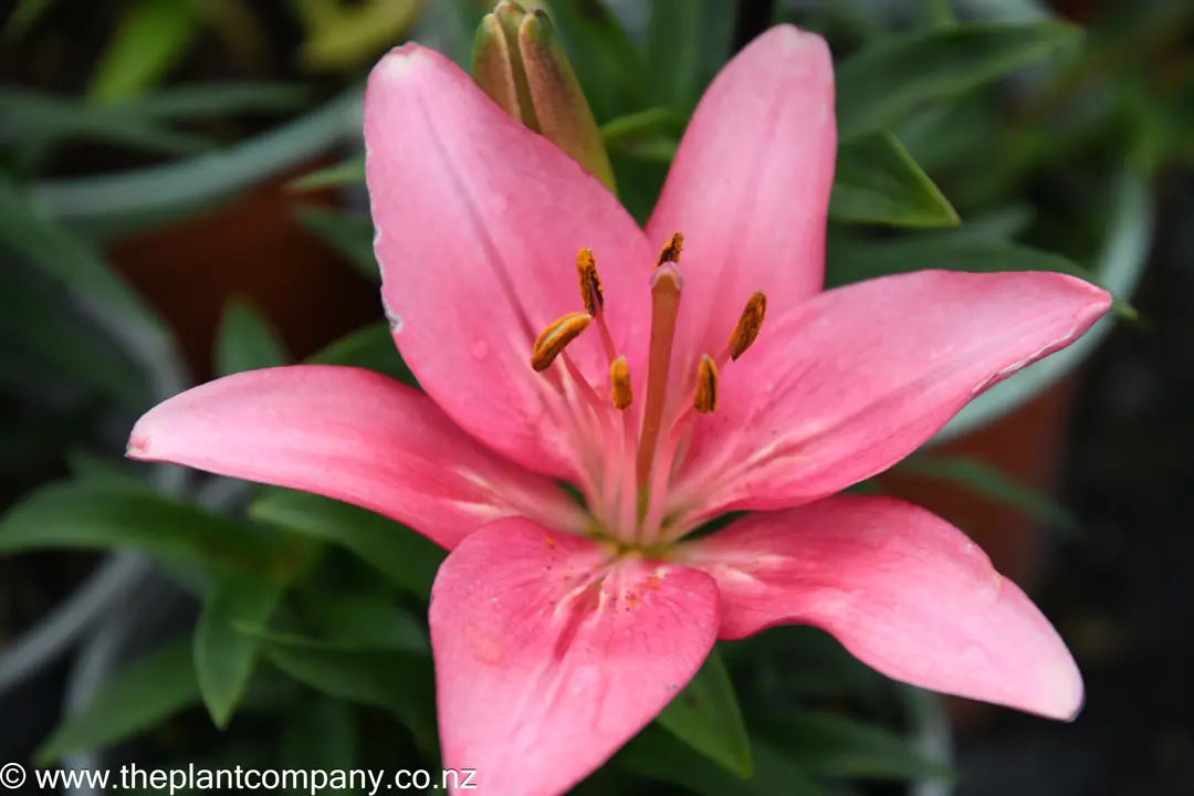 Buy Lilium Lemberg Plants | Free Shipping Over $150