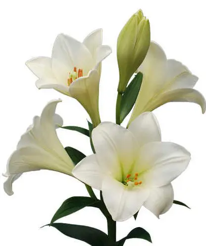 Buy Lilium Watch Up Plants | Free Shipping Over $150