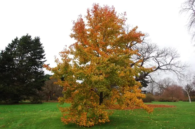 Buy Liquidambar formosana Trees Online | Free Shipping NZ