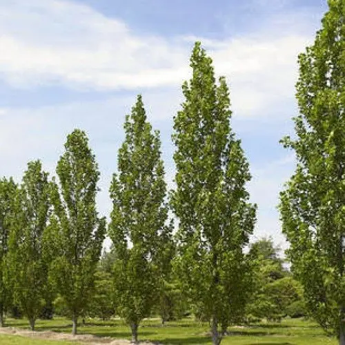 Buy Liriodendron ‘Arnold’ Online NZ Wide Delivery