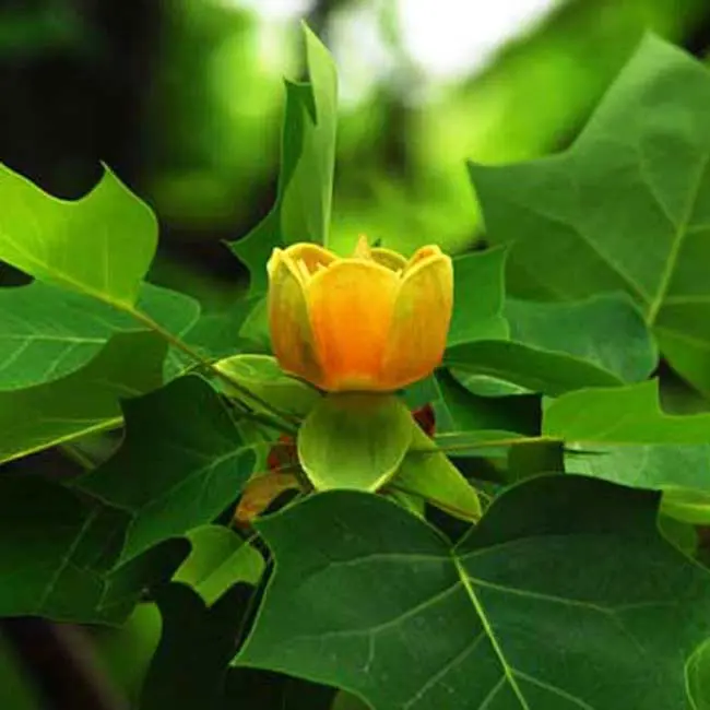 Liriodendron chinense Tree – Buy Online NZ Wide Delivery