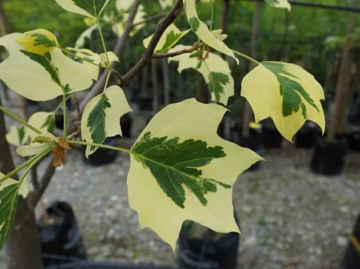 Liriodendron ‘Snowbird’ – Decorative Tree for NZ Gardens