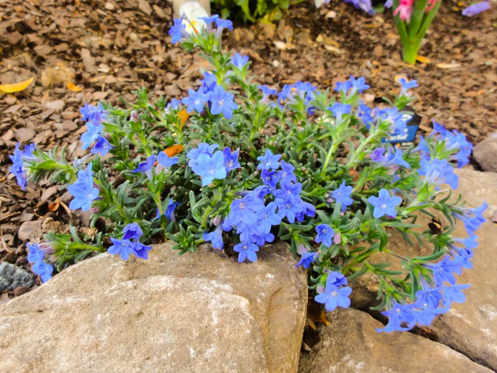 Buy Lithodora ‘Grace Ward’ Online | Free Shipping NZ Wide