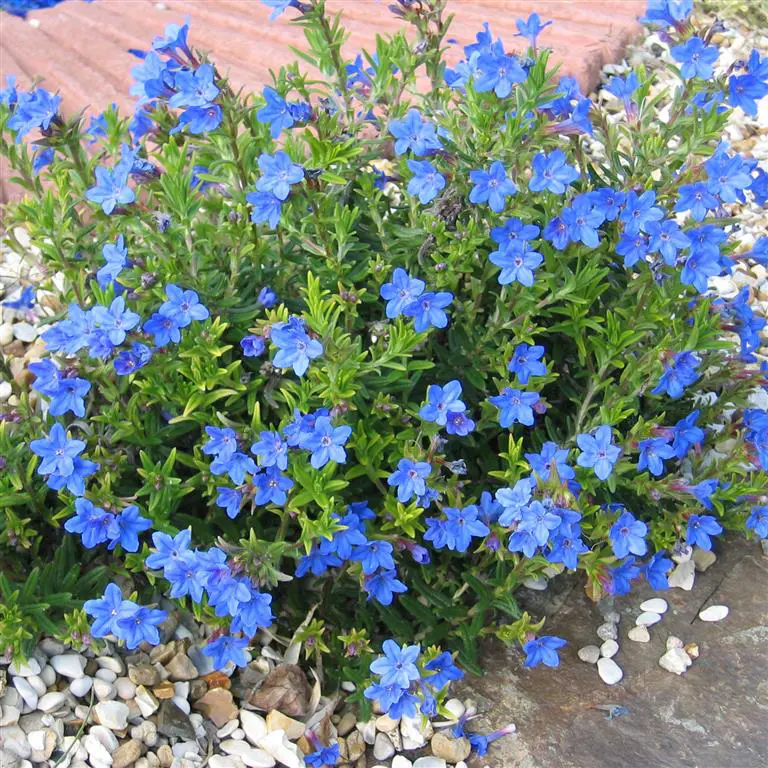 Buy Lithodora 'Heavenly Blue' Online NZ | Purple Gromwell