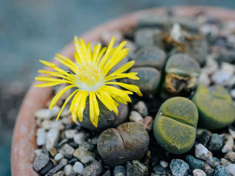 Buy Lithops Plants | Free Shipping Over $150