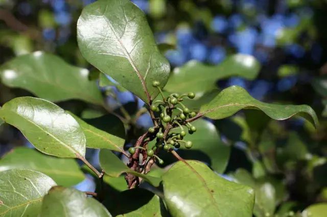 Buy Litsea calicaris Plants Online | Free Shipping NZ Wide