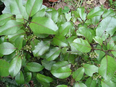 Buy Litsea calicaris Plants Online | Free Shipping NZ Wide