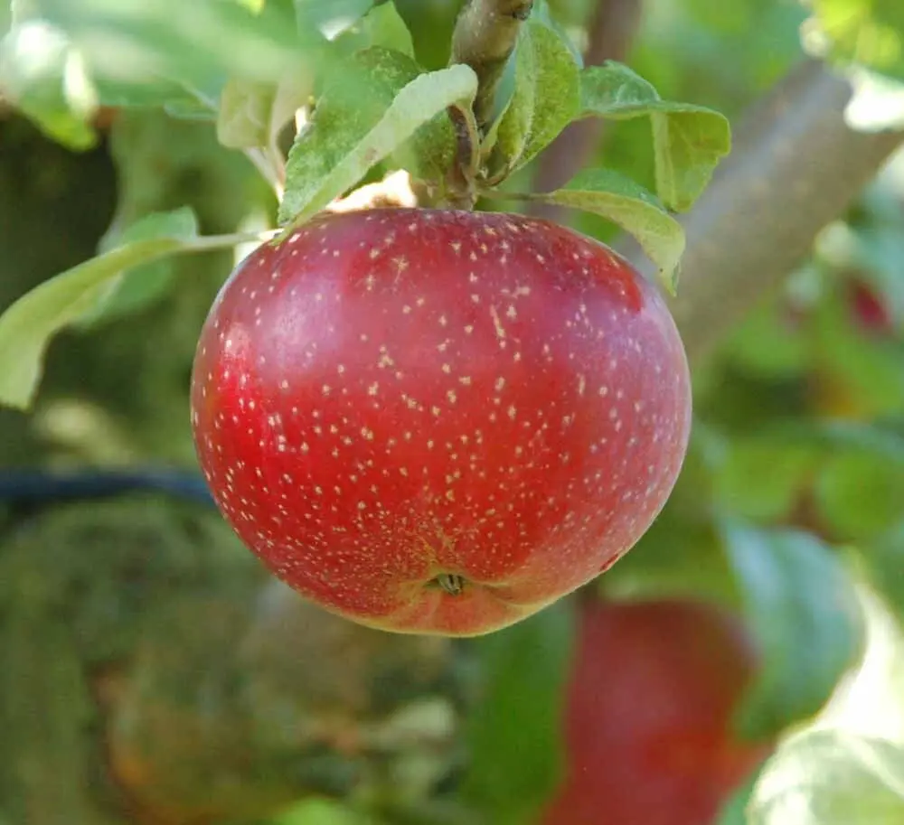 Buy Apple Lobo Plants | Free Shipping Over $150