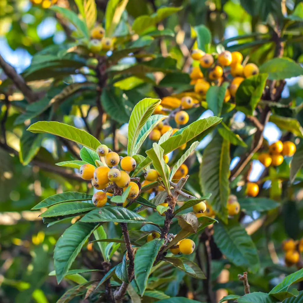 Buy Loquat Golden Orb Plants | Free Shipping Over $150