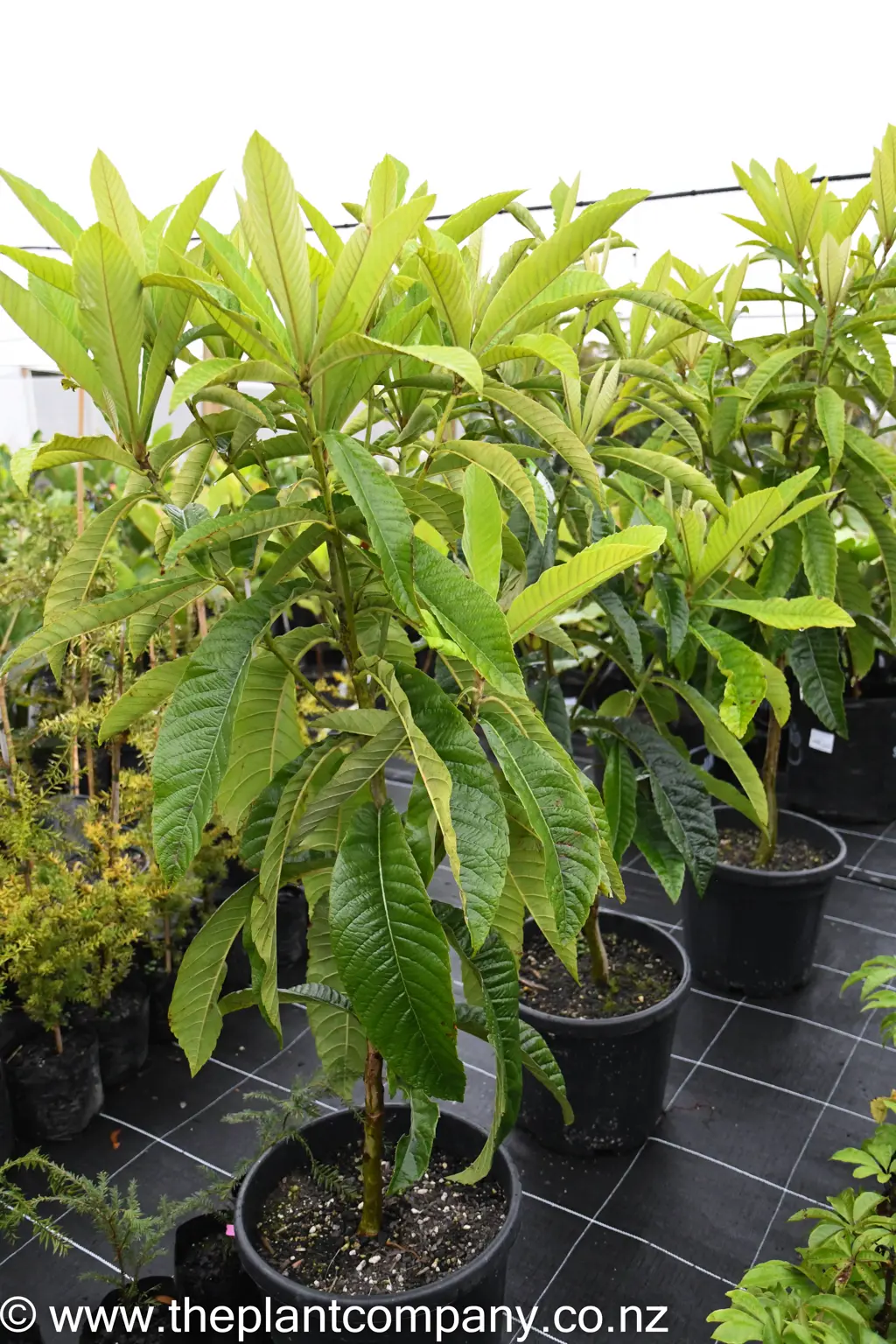Buy Loquat japonica Plants | Free Shipping Over $150