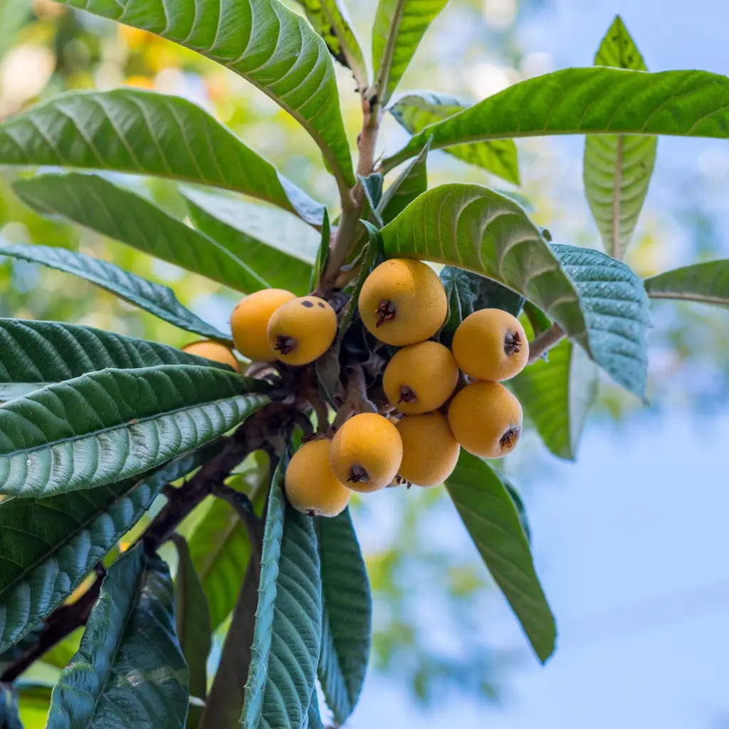 Buy Loquat Mogi Plants | Free Shipping Over $150
