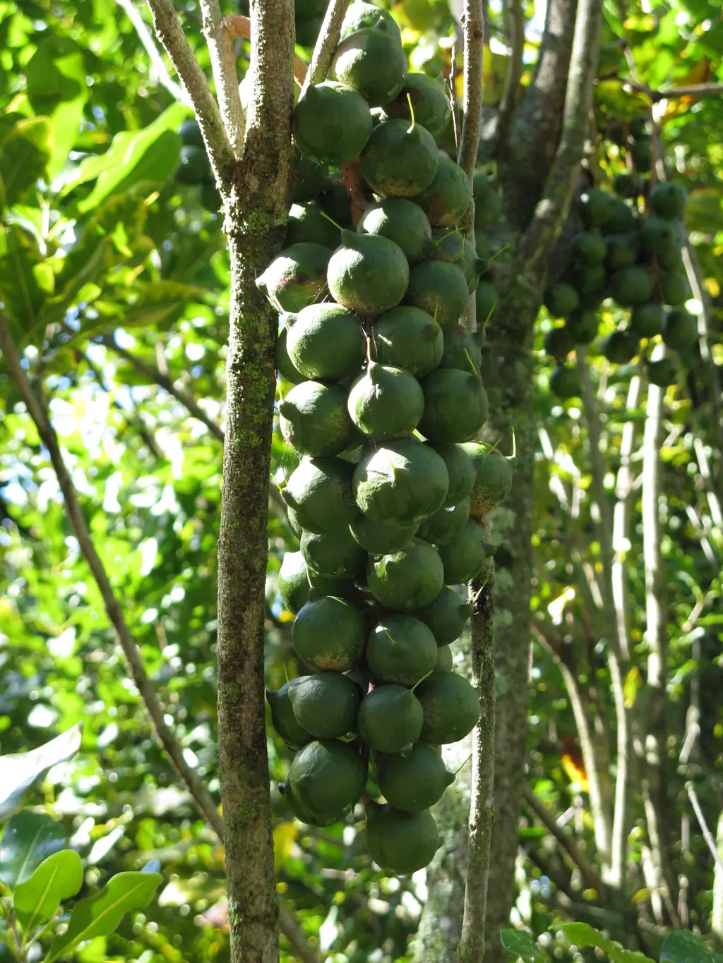 Buy Macadamia Beaumont Plants | Free Shipping Over $150