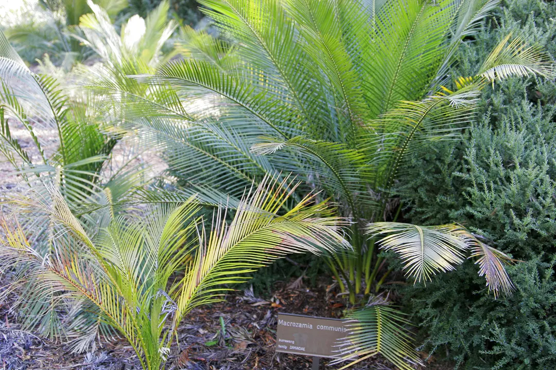 Buy Macrozamia communis Plants | Free Shipping Over $150