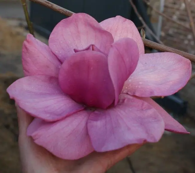 Buy Magnolia Charisma Plants | Free Shipping Over $150