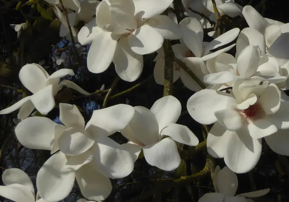 Buy Magnolia David Clulow Plants | Free Shipping Over $150