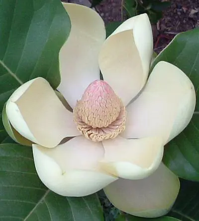 Buy Magnolia delavayi NZ | Free Shipping & Fast Delivery