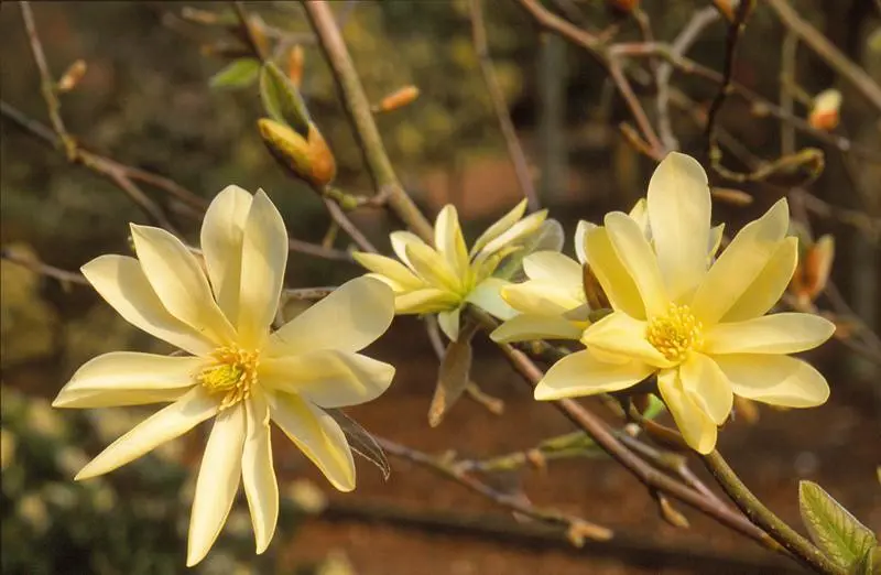 Buy Magnolia Gold Star Plants | Free Shipping Over $150