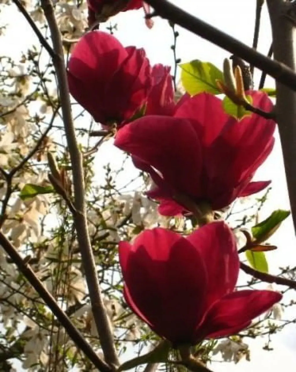 Buy Magnolia Ians Red Plants | Free Shipping Over $150