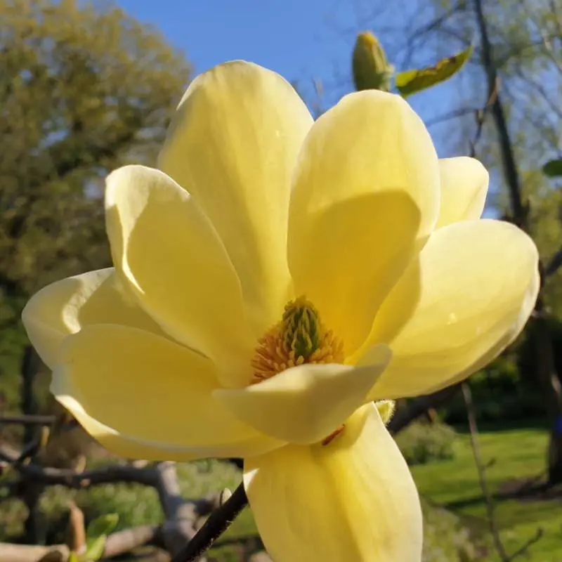 Buy Magnolia Lois Plants | Free Shipping Over $150