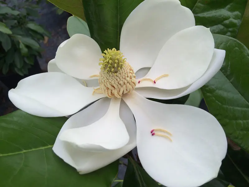 Buy Magnolia grandiflora Main Street Plants