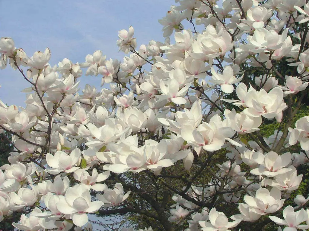 Buy Magnolia Manchu Fan Plants | Free Shipping Over $150