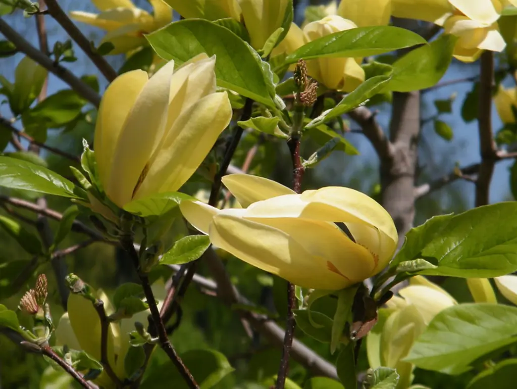 Buy Magnolia Solar Flair Plants | Free Shipping Over $150