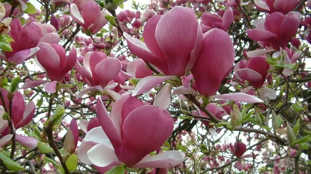 Buy Magnolia Rustica Rubra Plants | Free Shipping Over $150