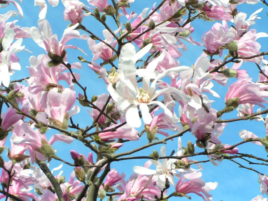 Buy Magnolia stellata Rosea NZ | Pink Star Magnolia Tree