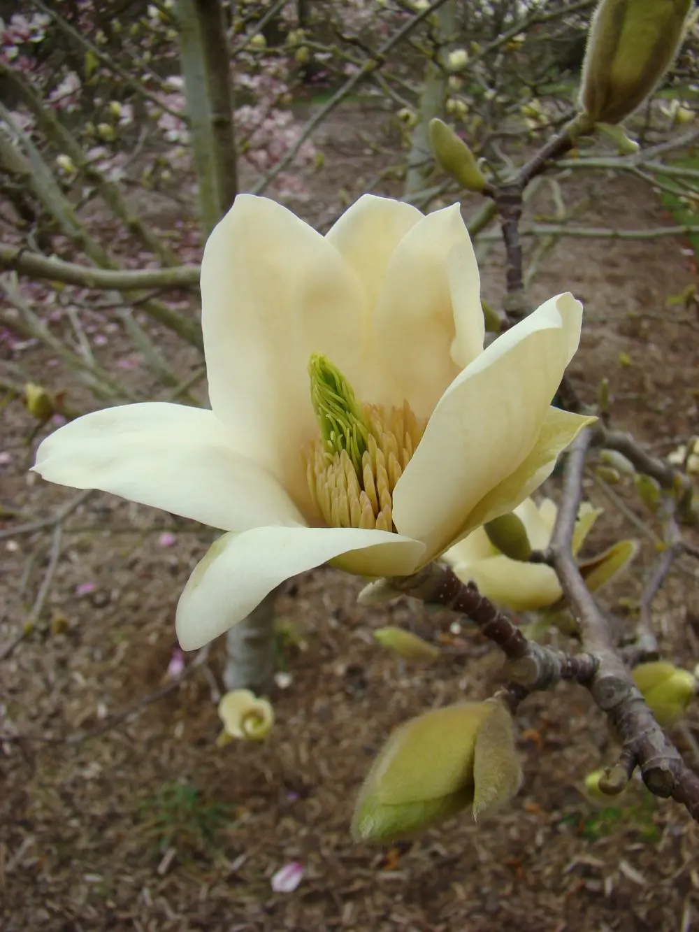 Buy Magnolia Yellow Fever Plants | Free Shipping Over $150