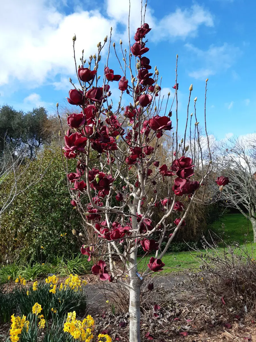 Ramas Del árbol De Magnolia