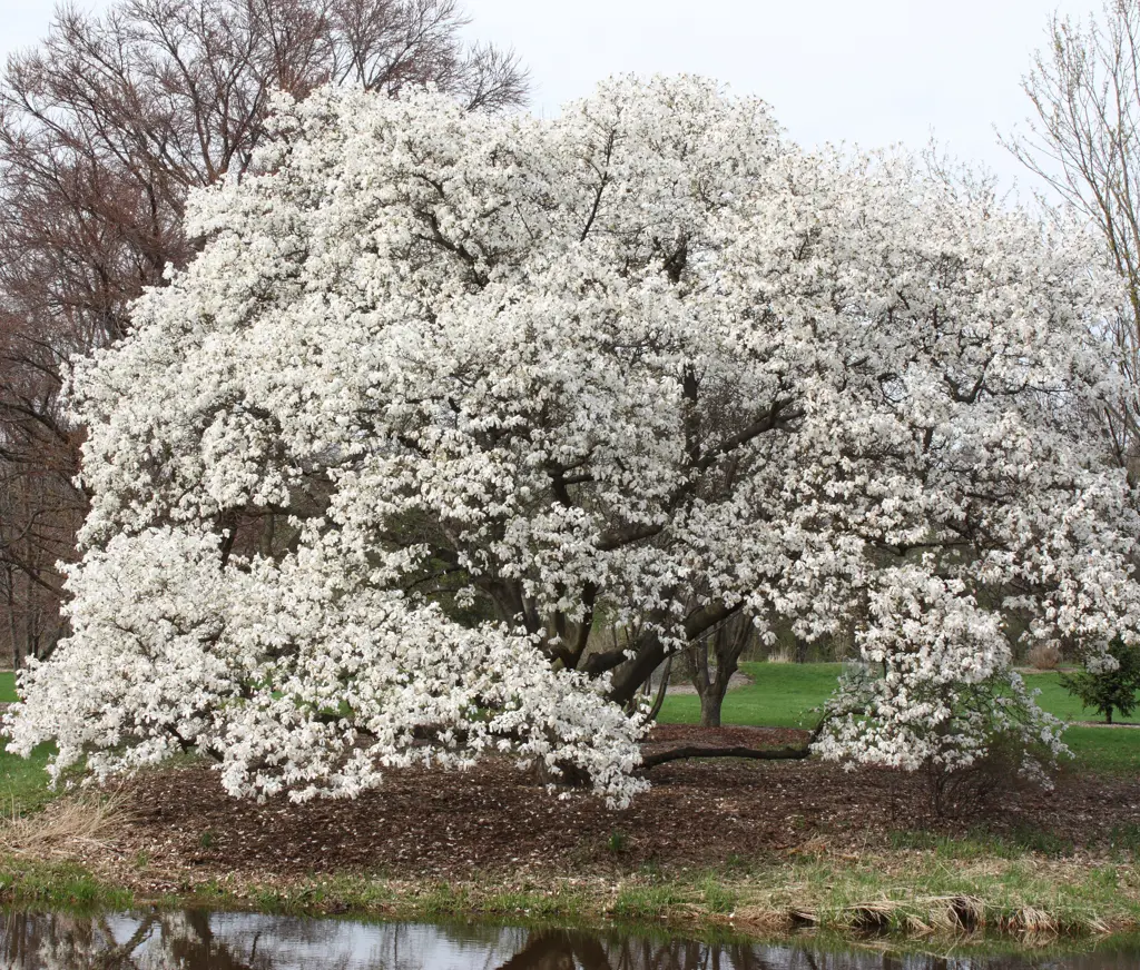 Buy Magnolia kobus Plants | Free Shipping Over $150