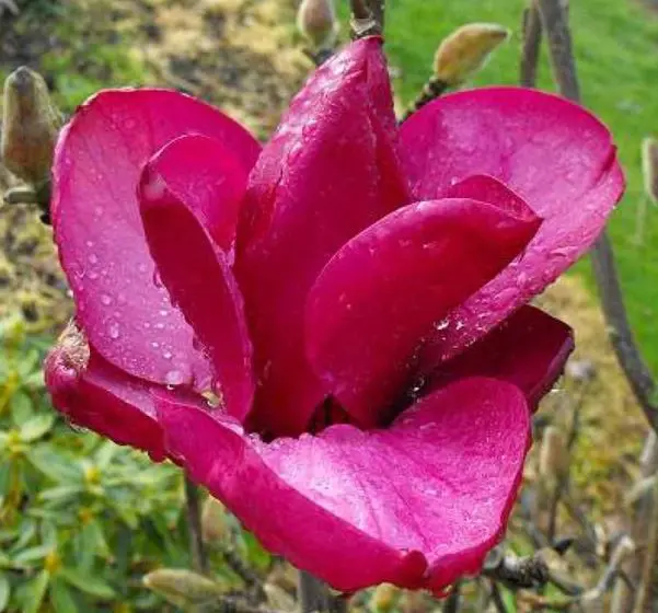 Buy Magnolia 'Royal Purple' - Magnolia Tree