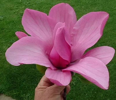 Buy Magnolia Ula Plants | Free Shipping Over $150