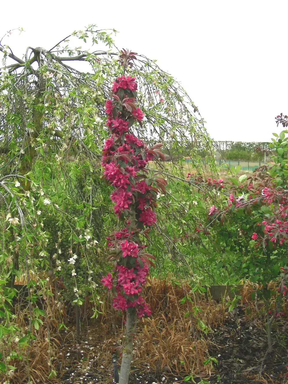 Buy Malus Ballerina Maypole Plants | Free Shipping Over $150