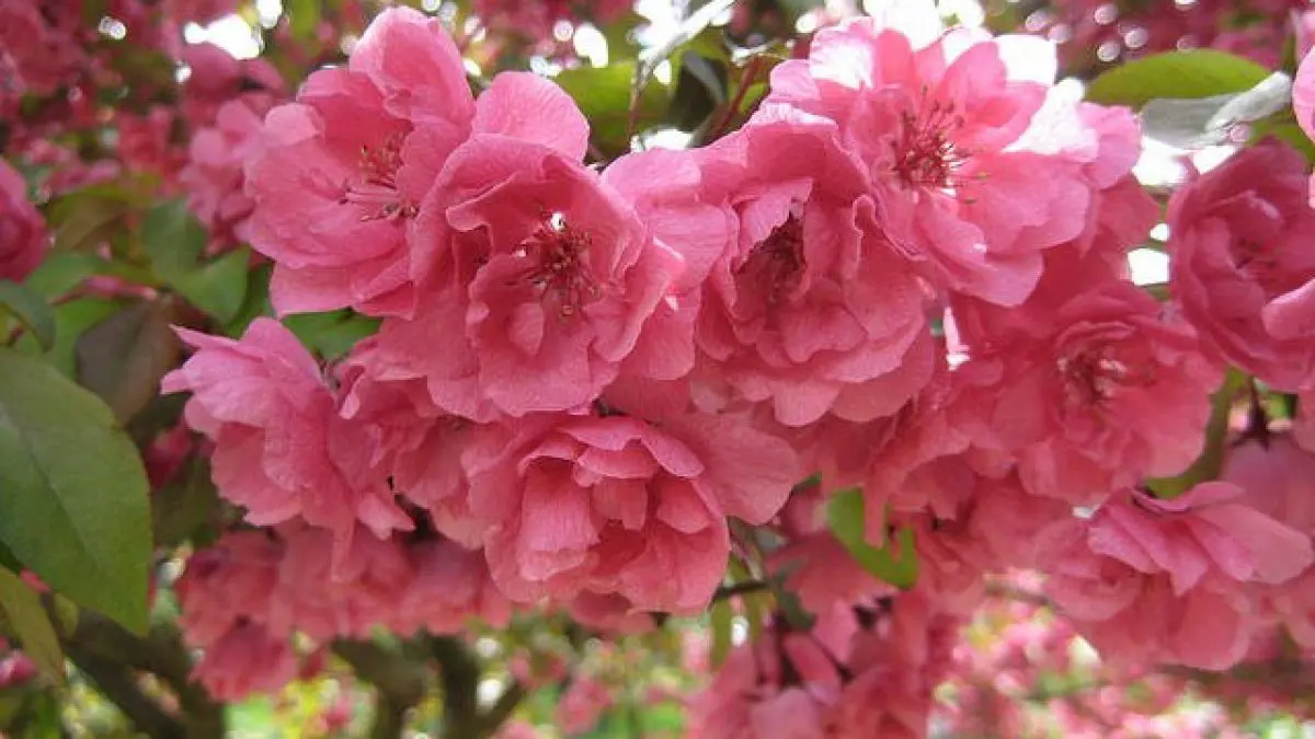 Buy Malus Barbara Ann Plants | Free Shipping Over $150