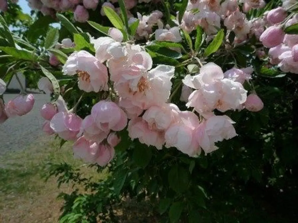 Buy Malus Charlottae Plants | Free Shipping Over $150