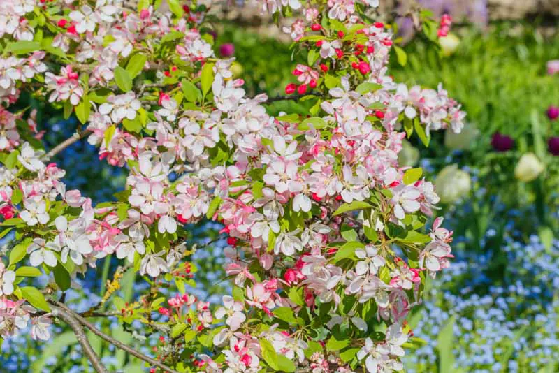 Buy Malus Gorgeous Plants | Free Shipping Over $150