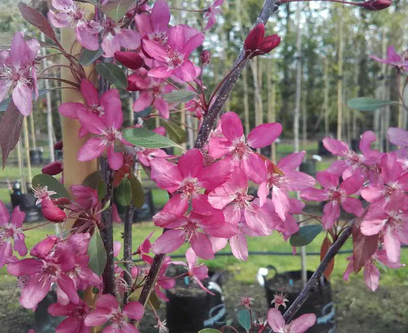 Buy Malus Kaitoke Plants | Free Shipping Over $150