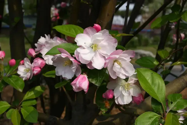 Buy Malus micromalus Plants | Free Shipping Over $150