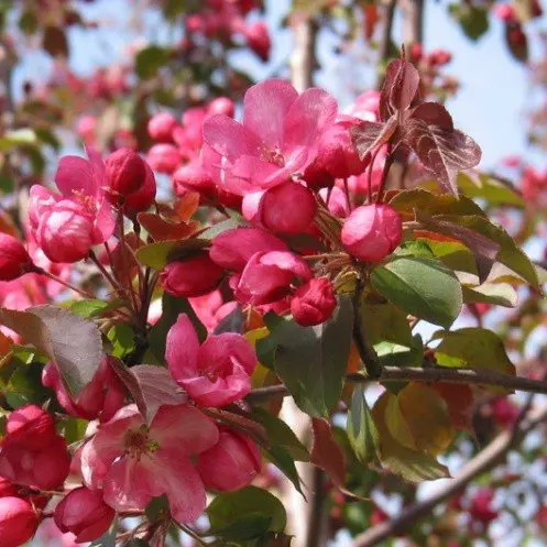 Buy Malus Red Top Plants | Free Shipping Over $150