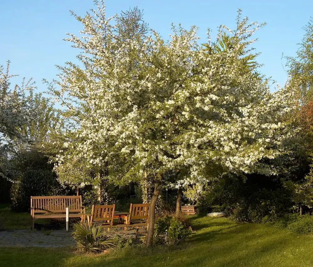 Buy Malus Snowbright Plants | Free Shipping Over $150