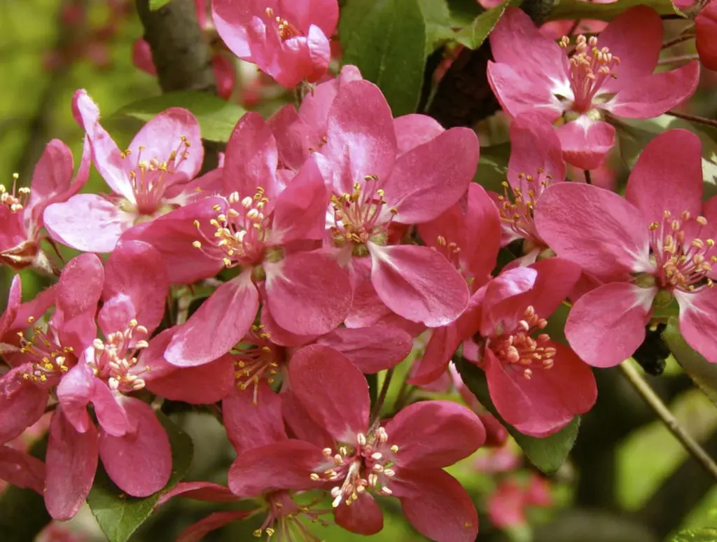 Buy Malus Tom Matthews Plants | Free Shipping Over $150