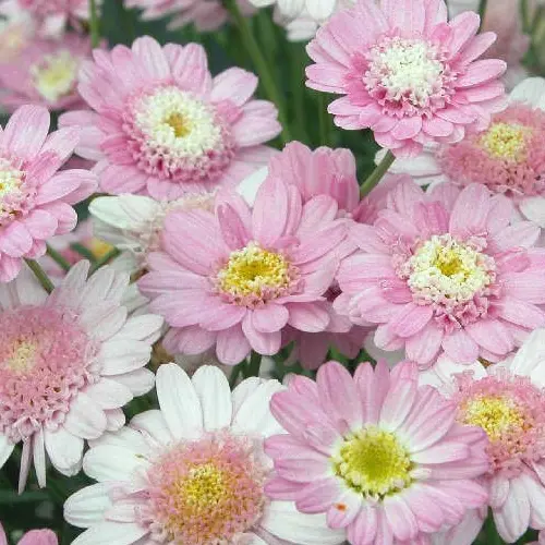 Buy Argyranthemum Sugar Candy Plants | Free Shipping Over $150