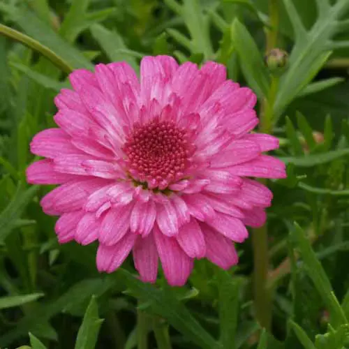 Buy Argyranthemum Sugar Cheer Plants | Free Shipping Over $150