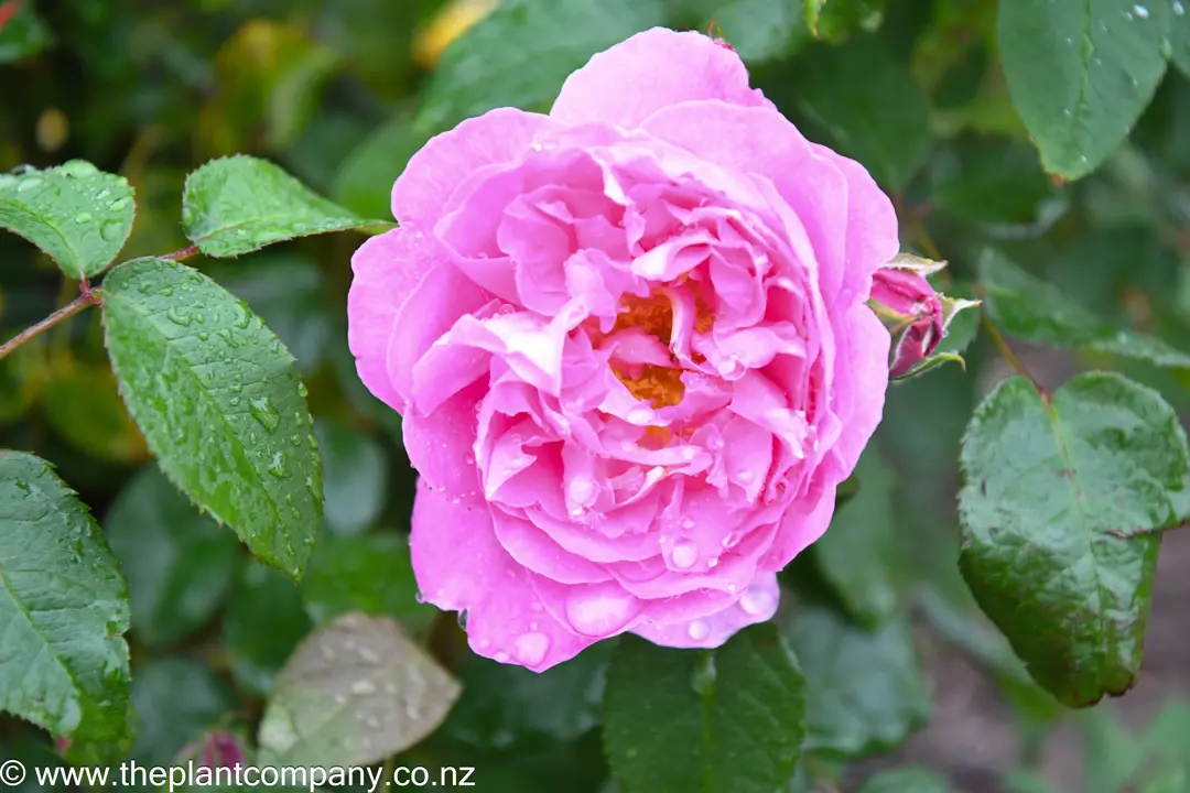 Buy Rose Mary Rose Standard Plants | Free Shipping Over $150