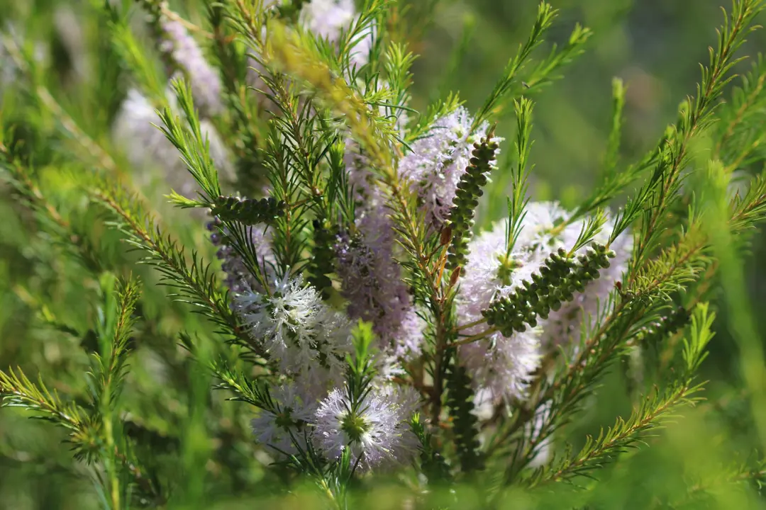 Buy Melaleuca armillaris Pink Plants | Free Shipping Over $150