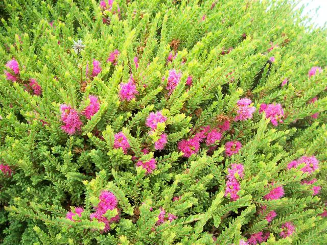 Buy Melaleuca Cotton Candy Plants | Free Shipping Over $150